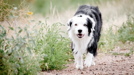 Your Mammoth Dog Bed is Good for More Than Just Amazing Sleep