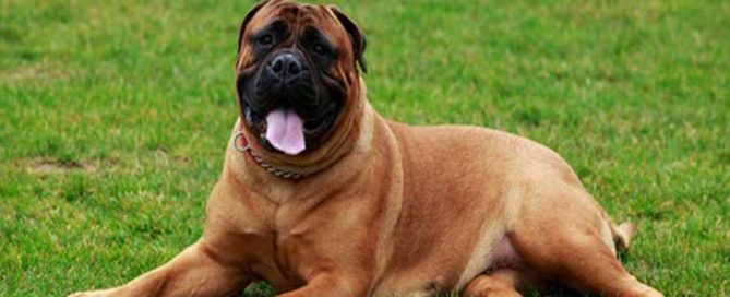 Mammoth Dog Blog - Fun And Informative - Dog Articles