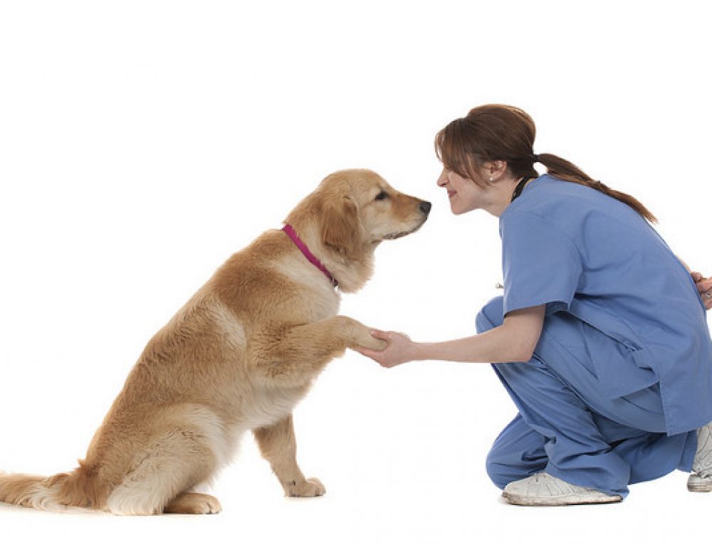 World’s Largest Dog