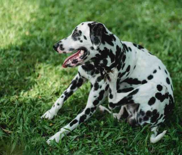 How Can Mammoth Orthopedic Dog Beds Be Beneficial in Your Dog’s Life