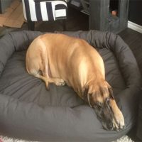Dog Beds Made In America - Fitting Guide - Lifetime Guarantee