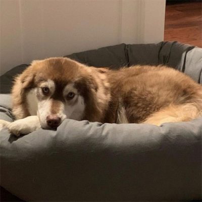 How Can Mammoth Orthopedic Dog Beds Be Beneficial in Your Dog’s Life